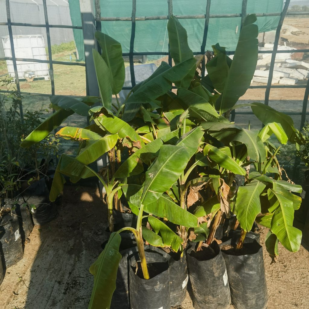 Zeemas Nursery