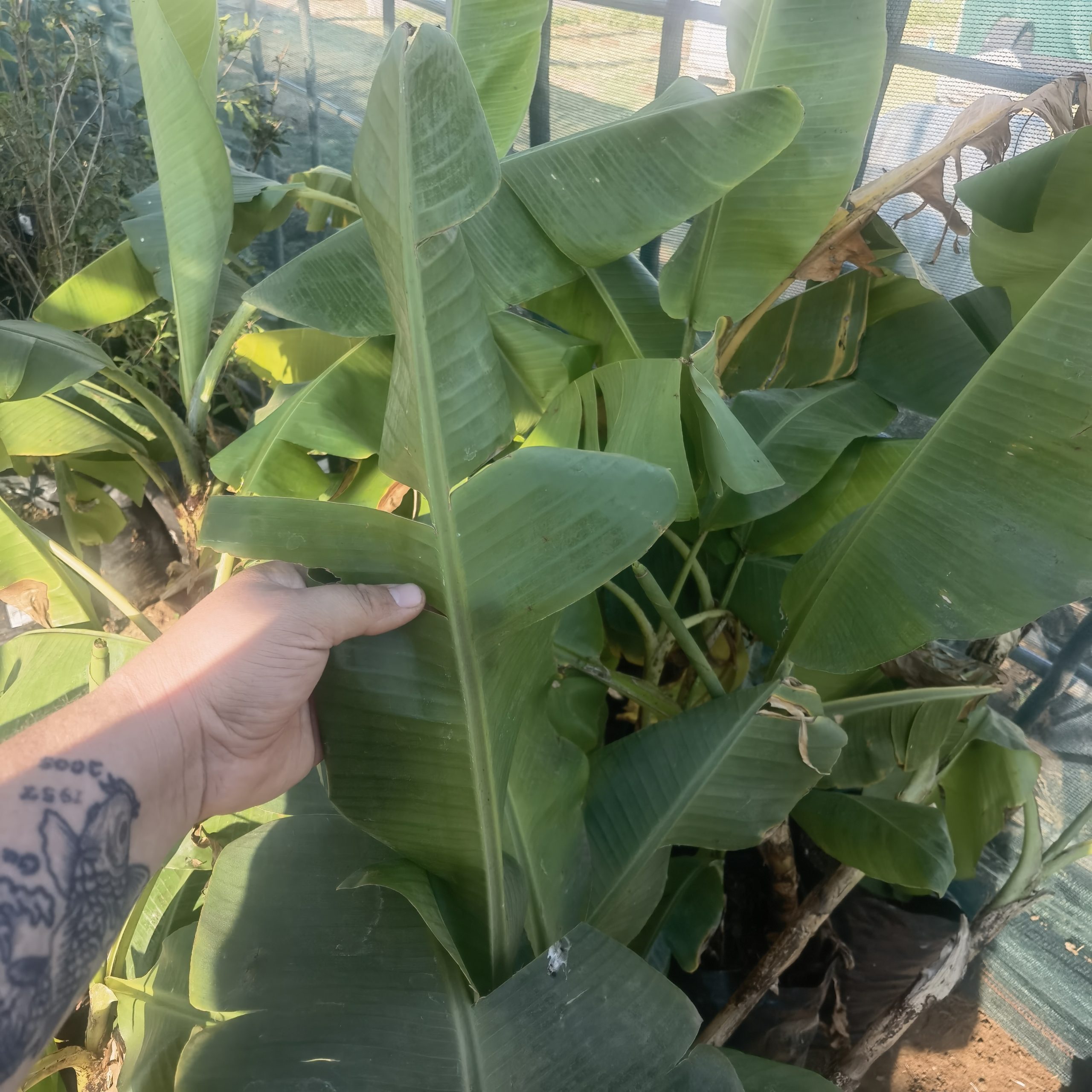 Zeemas Nursery