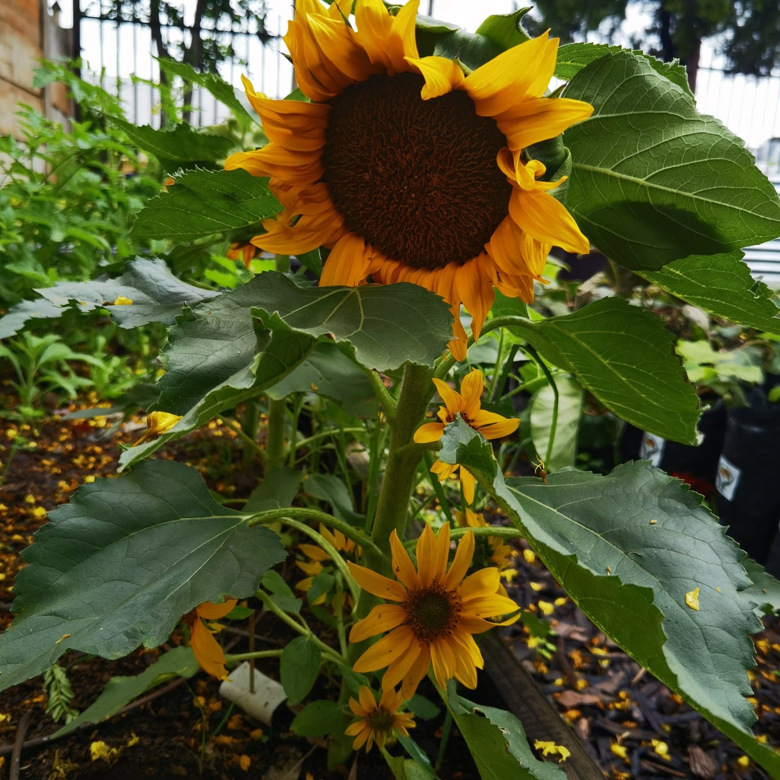 Zeemas Nursery