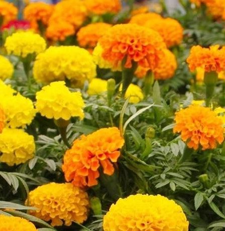 Zeemas Nursery